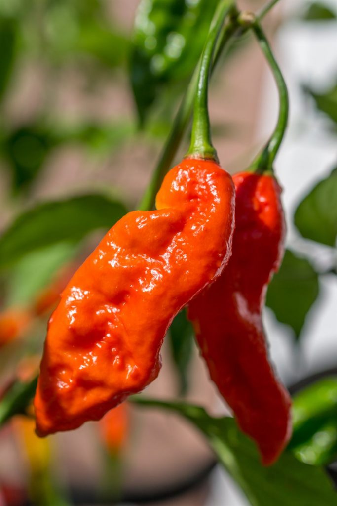 Piment Fort Bhut Jolokia – Centre de Jardin Barbe
