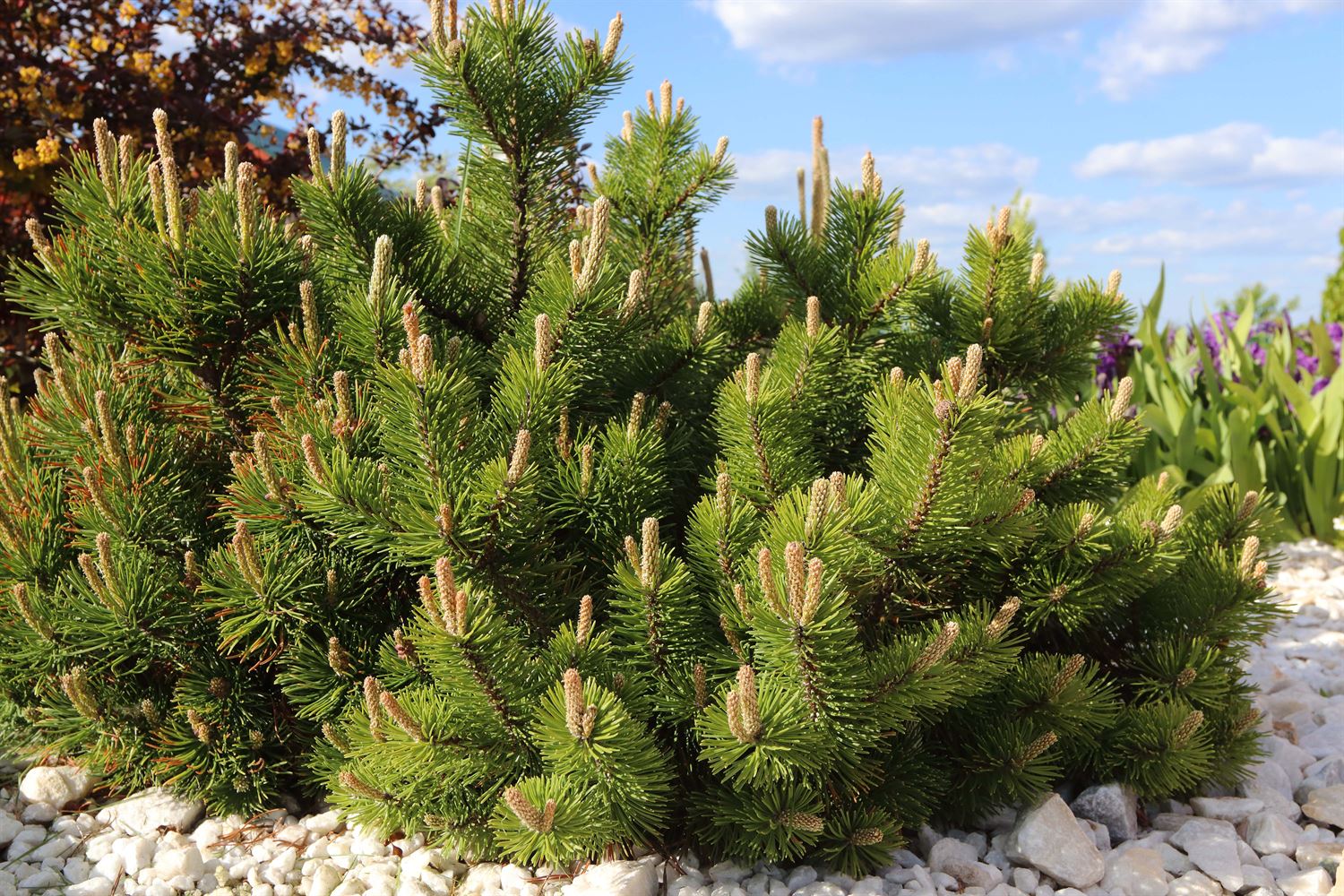 Pinus mughus pumilio – Centre de Jardin Barbe
