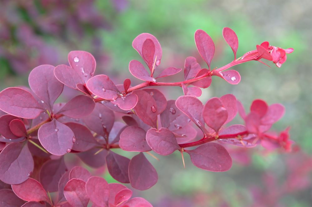 Berberis thunbergii ‘Ruby Carousel’ – Centre de Jardin Barbe