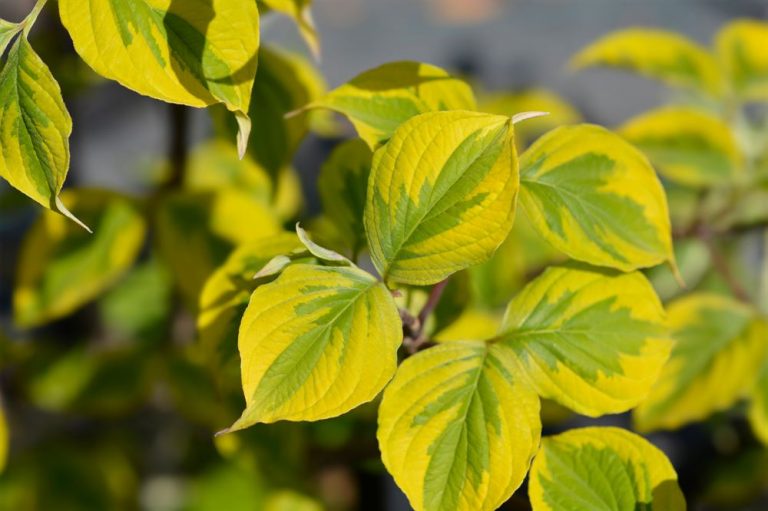 Cornus alternifolia ‘Golden Shadow’ – Centre de Jardin Barbe