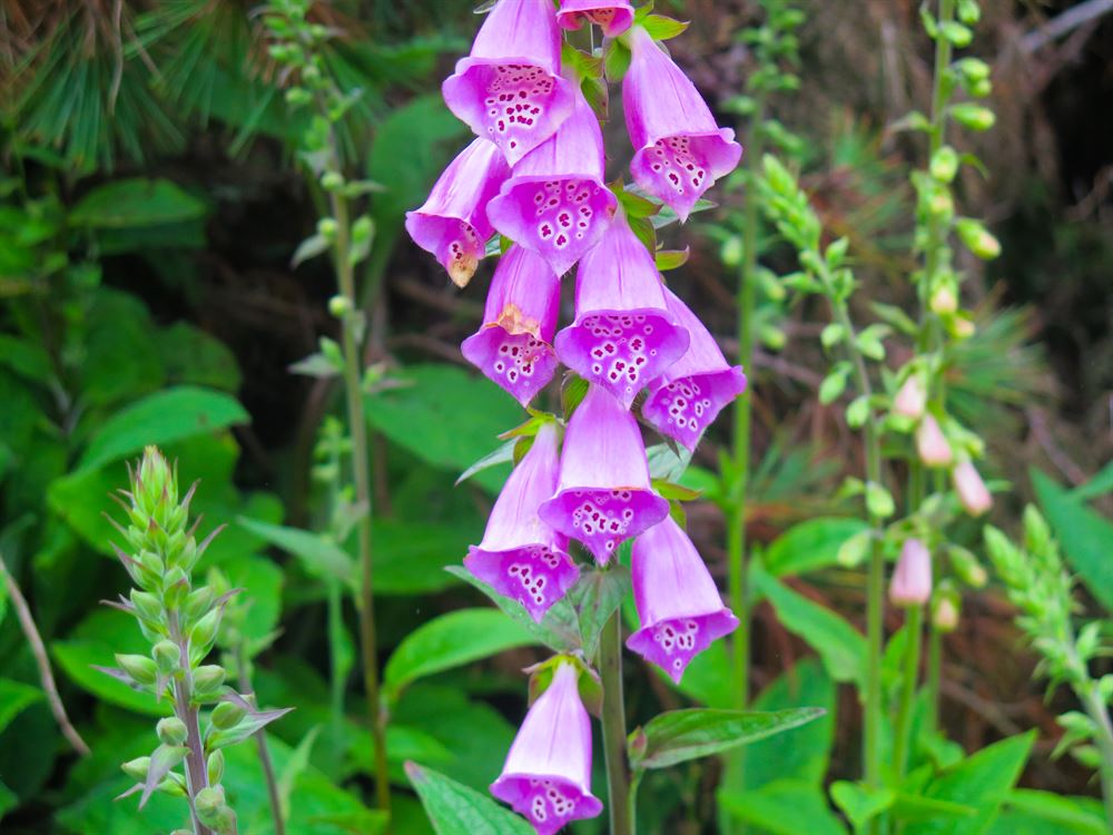Digitalis ‘Dalmatian Purple’ – Centre de Jardin Barbe