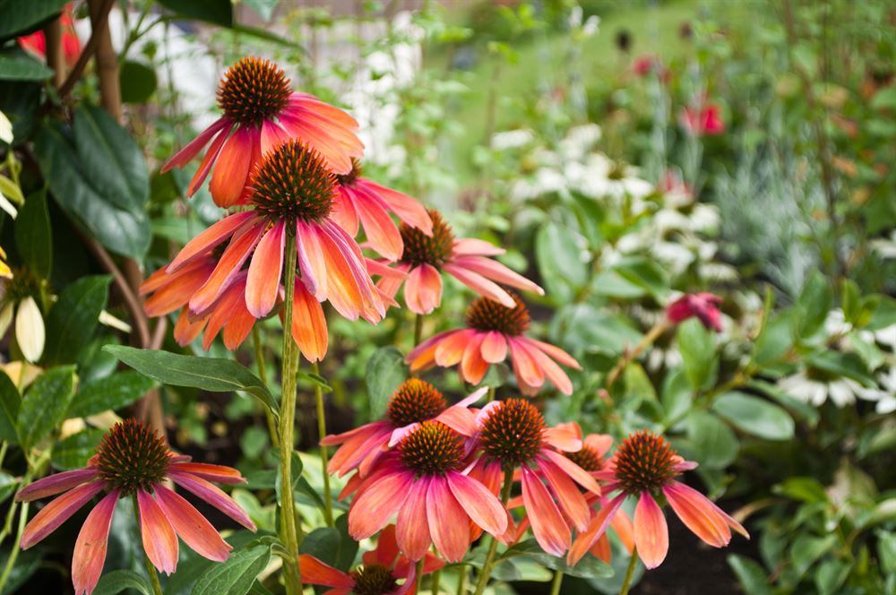Echinacea ‘Cheyenne Spirit’ – Centre de Jardin Barbe