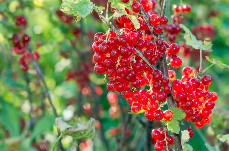 Ribes rubrum ‘Red Lake’ – Centre de Jardin Barbe