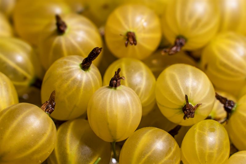 Ribes rubrum ‘White Imperial’ – Centre de Jardin Barbe