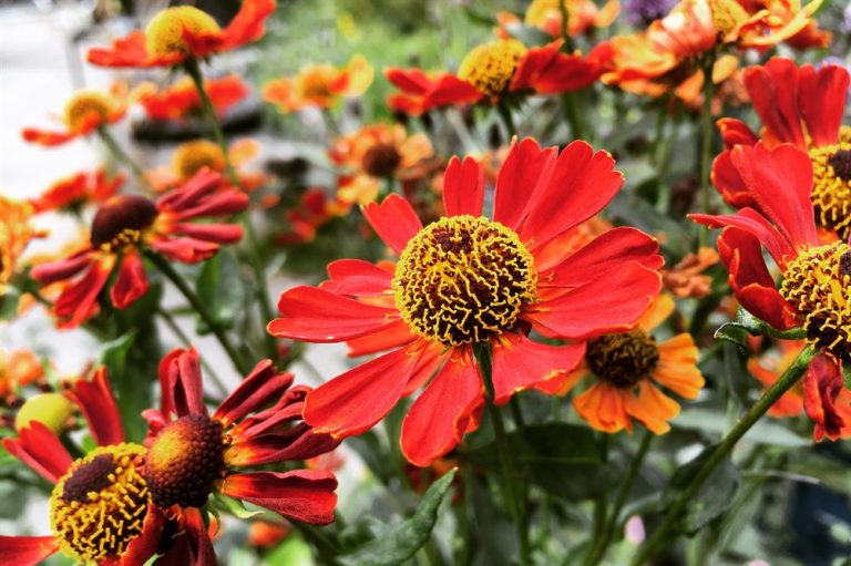 Helenium ‘Mariachi Salsa’ – Centre de Jardin Barbe