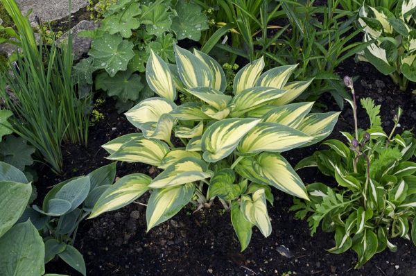 Hosta ‘June’ – Centre de Jardin Barbe