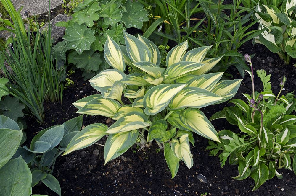 Hosta ‘June’ – Centre de Jardin Barbe