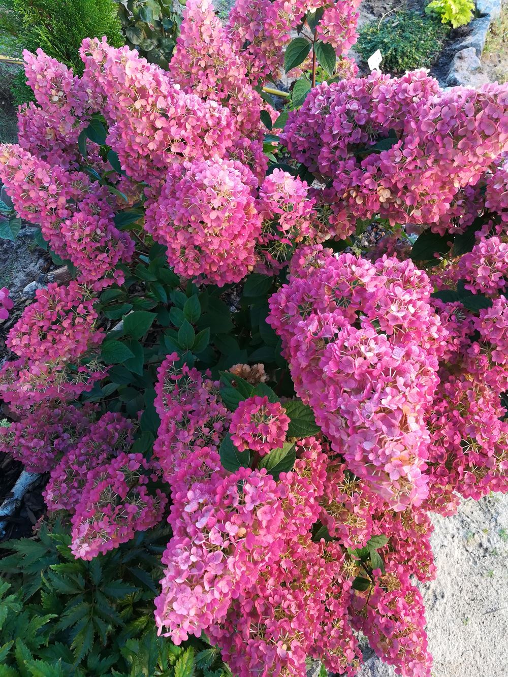 Hydrangea paniculata ‘Sundae Fraise’ – Centre de Jardin Barbe