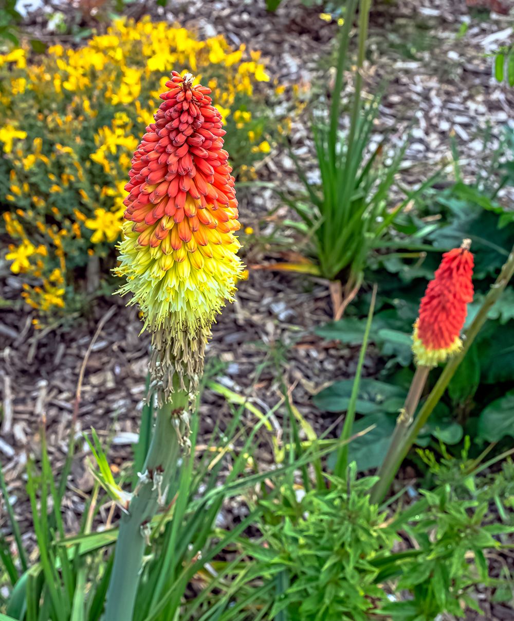 Kniphofia Hirsuta ‘Fire Dance’ – Centre de Jardin Barbe