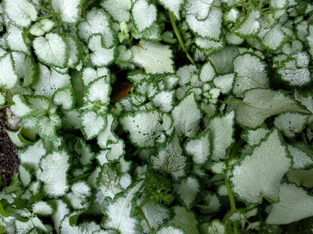 Lamium maculatum ‘Beacon Silver’ – Centre de Jardin Barbe