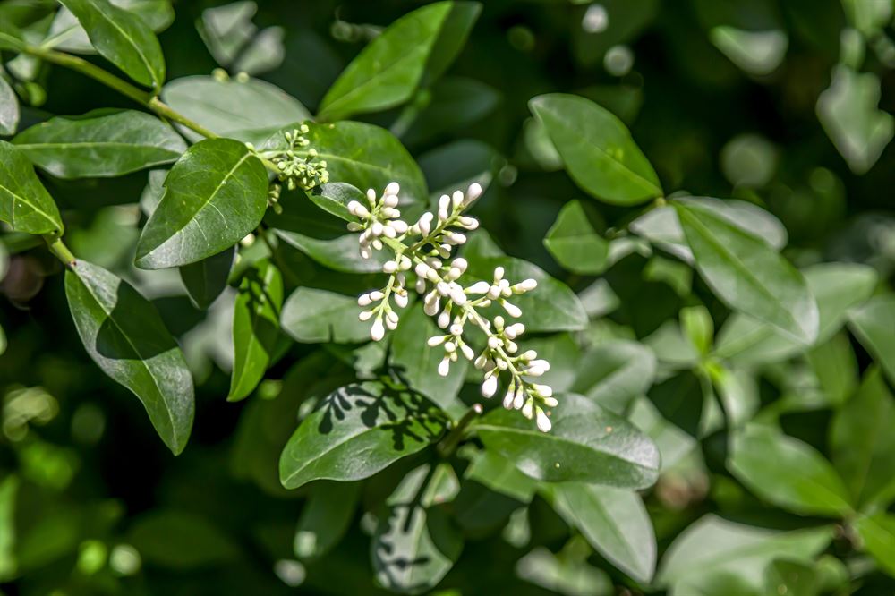 Ligustrum vulgare ‘Cheyenne’ – Centre de Jardin Barbe