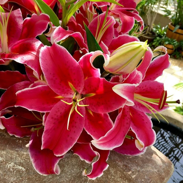 Lilium Oriental ‘Starlight Express’ – Centre de Jardin Barbe