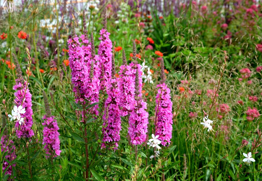 Lythrum Salicaria ‘Robert’ – Centre de Jardin Barbe