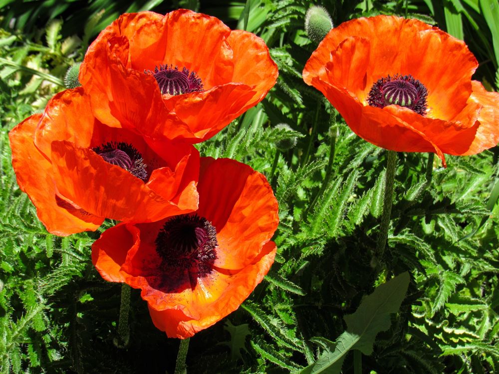 Papaver Orientale ‘Brillant’ – Centre de Jardin Barbe