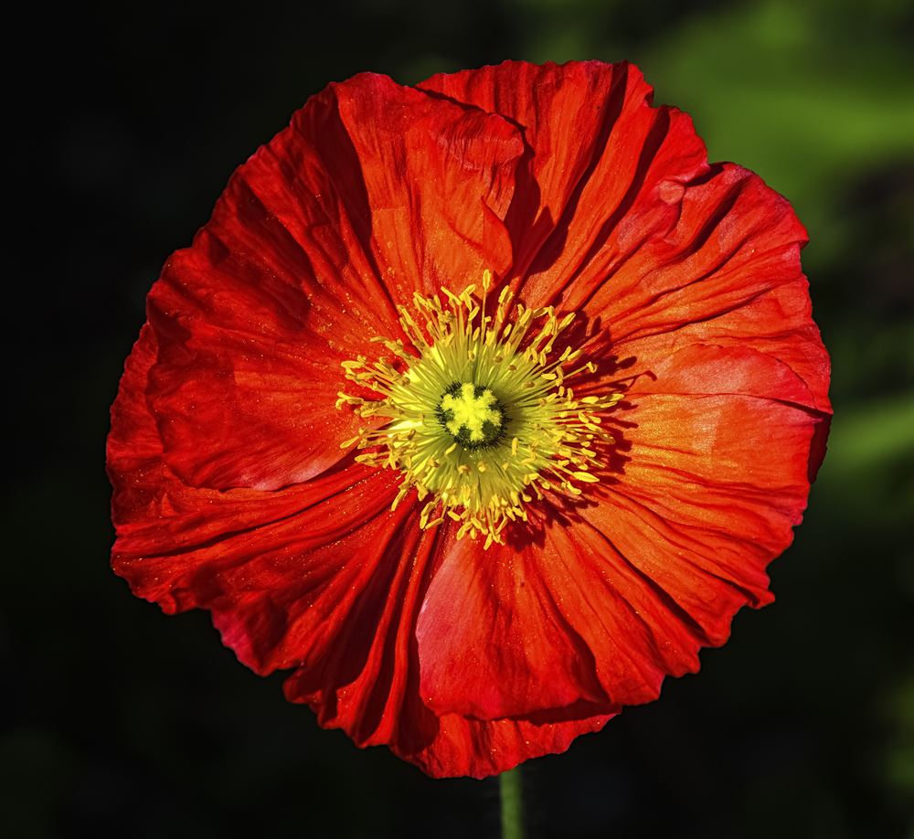 Papaver ‘Spring Fever Mix’ – Centre de Jardin Barbe