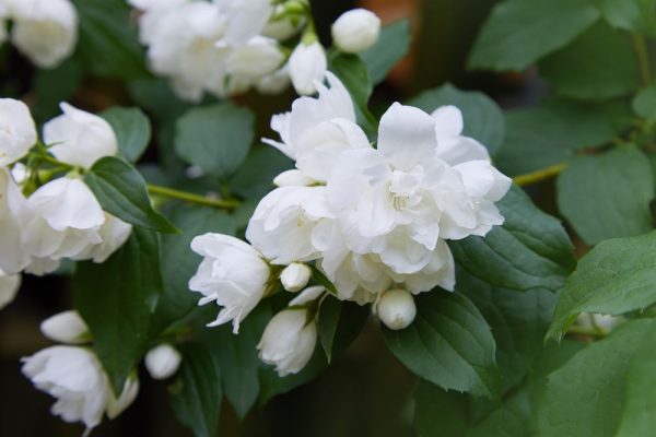 Philadelphus ‘Miniature Snowflake’ – Centre de Jardin Barbe