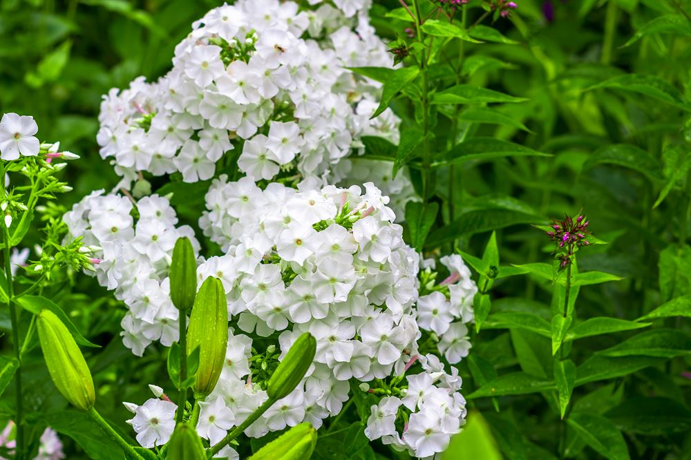 Phlox paniculata ‘Minnie Pearl’ – Centre de Jardin Barbe