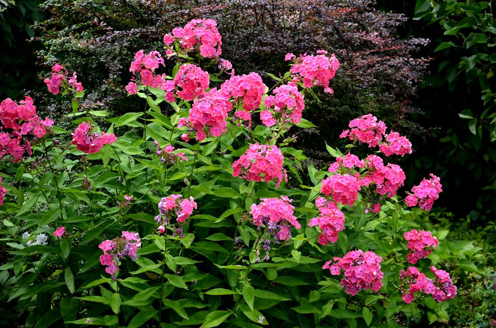 Phlox paniculata ‘Purple Flame’ – Centre de Jardin Barbe