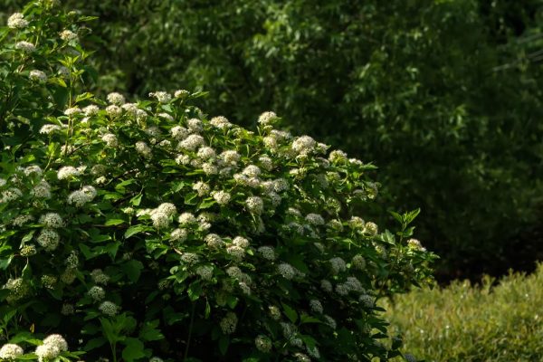 Physocarpus opulifolius ‘Nanus’ – Centre de Jardin Barbe