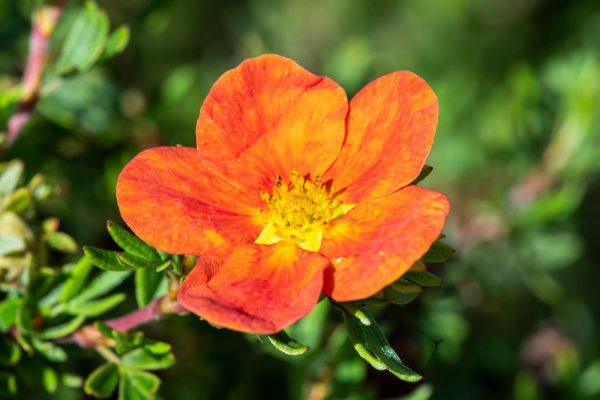Potentilla fruticosa ‘Marian Red Robin’ – Centre de Jardin Barbe