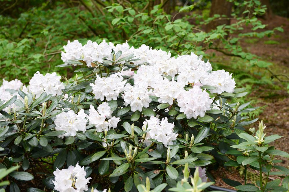 Rhododendron ‘Crete’ – Centre de Jardin Barbe