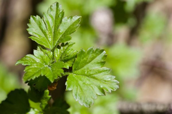 Ribes alpinum – Centre de Jardin Barbe