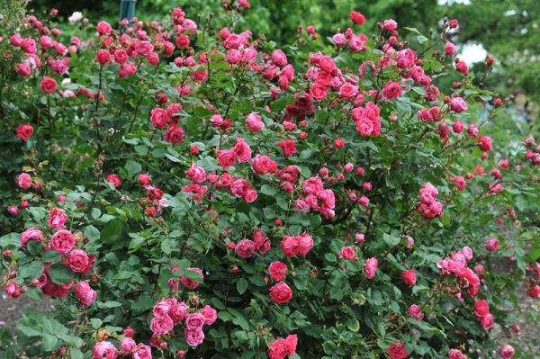 Rosa ‘Alexander Mackenzie’ – Centre de Jardin Barbe