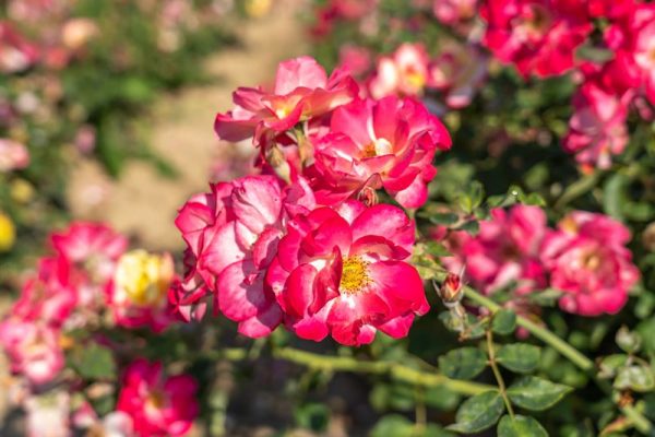 Rosa Campfire®’ – Centre de Jardin Barbe