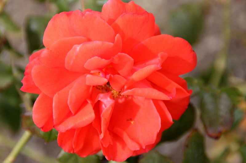 Rosa ‘Lasting Peace’ – Centre de Jardin Barbe