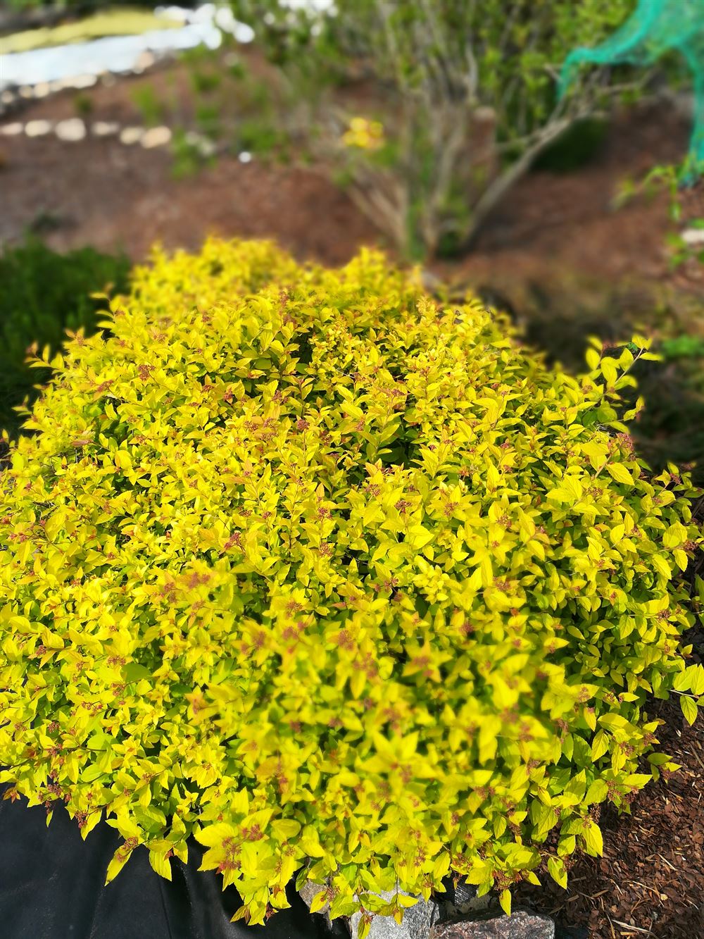 Spiraea japonica ‘Firelight’ – Centre de Jardin Barbe