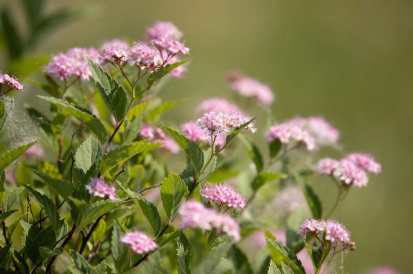 Spiraea japonica ‘Candlelight’ – Centre de Jardin Barbe