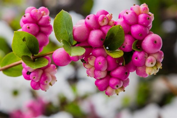 Symphoricarpos ‘Magical Pinky Promise’ – Centre de Jardin Barbe