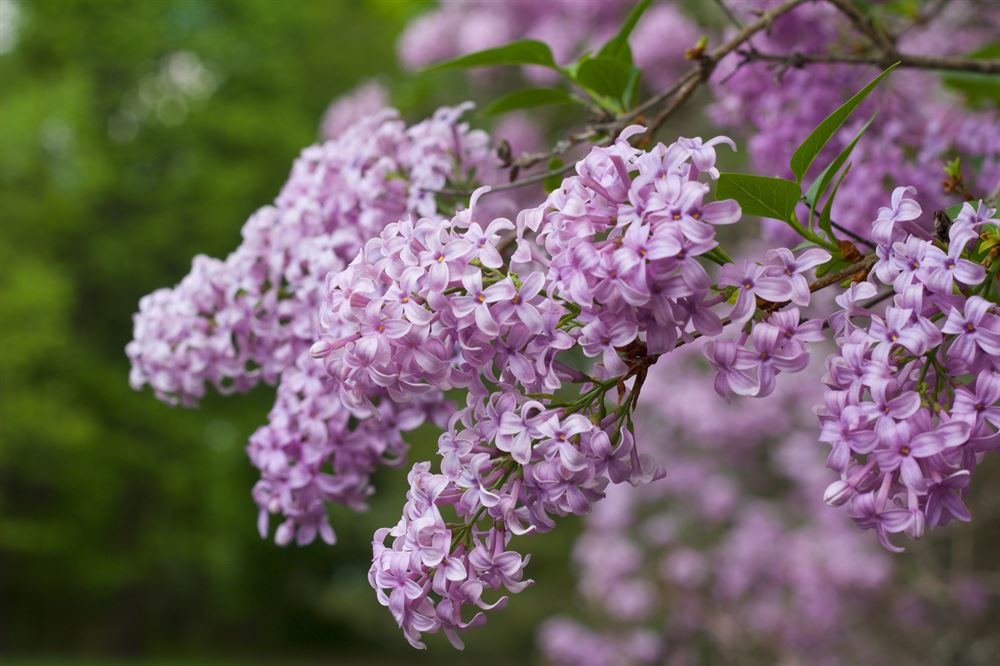 Syringa chinensis ‘Duplex’ – Centre de Jardin Barbe
