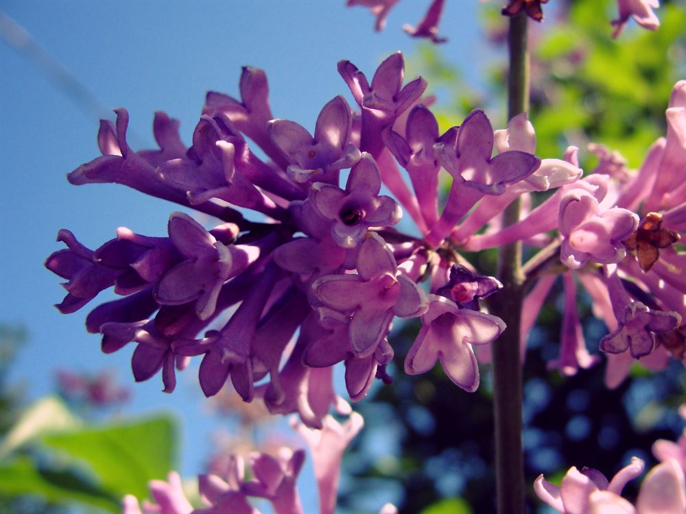 Syringa henryi ‘Ainola’ – Centre de Jardin Barbe