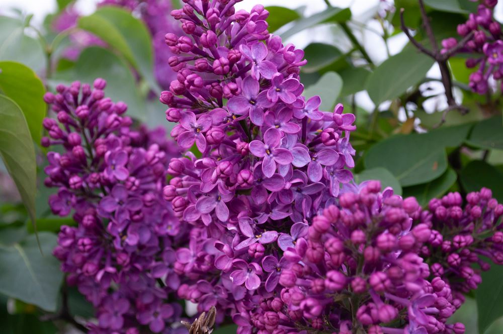 Syringa vulgaris ‘Monge’ – Centre de Jardin Barbe