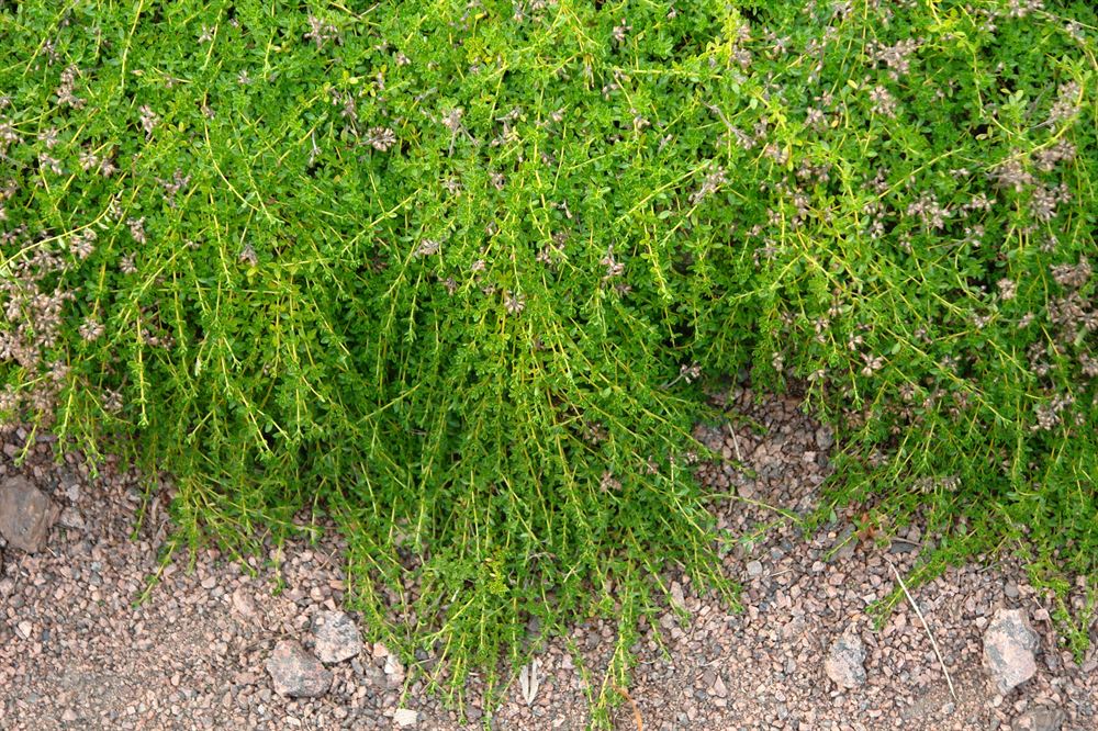 Thymus serpyllum ‘Albus’ – Centre de Jardin Barbe