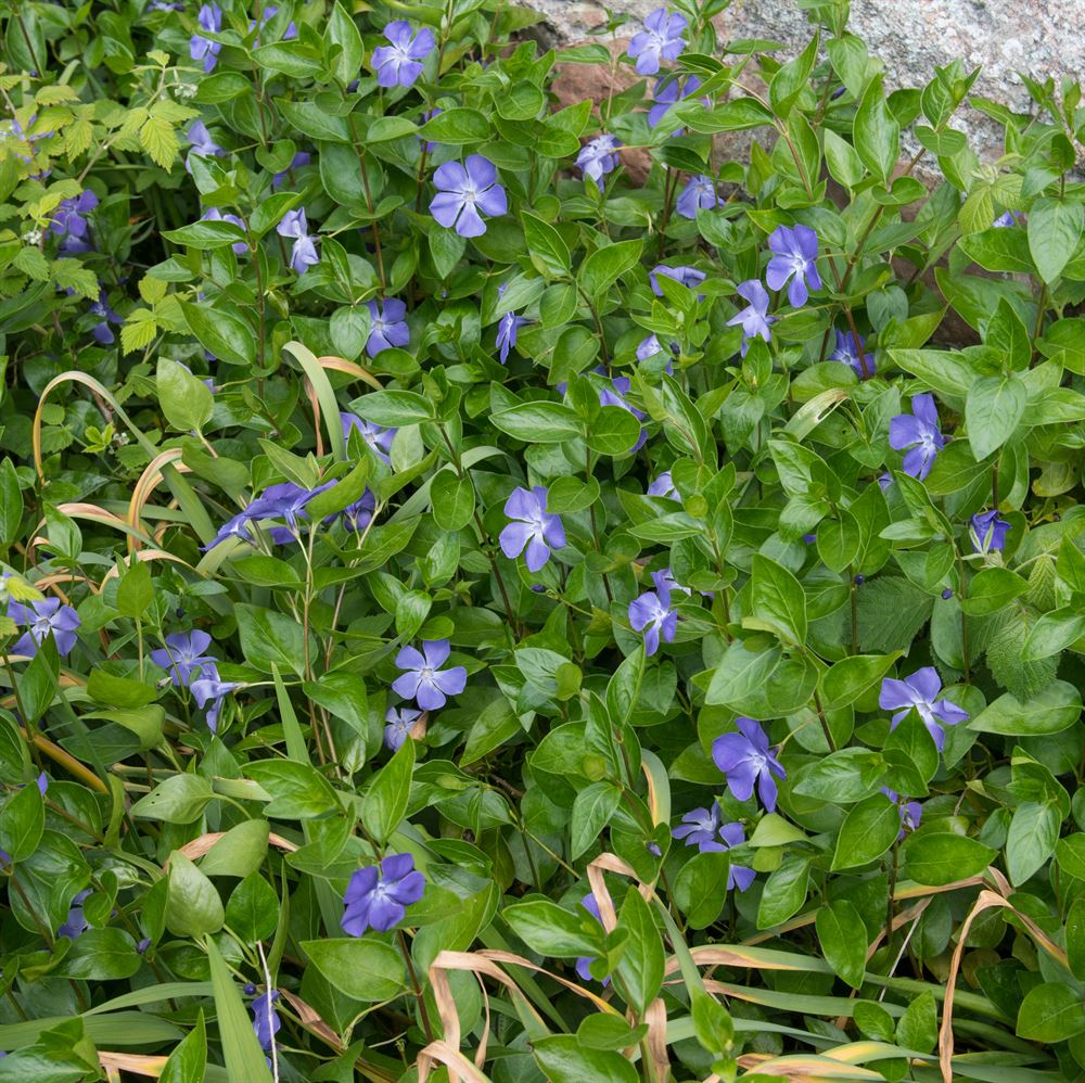 Vinca minor ‘Bowles Variety’ – Centre de Jardin Barbe