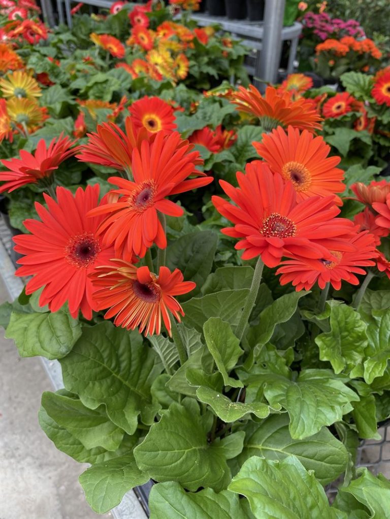Gerbera jamesonii – Centre de Jardin Barbe