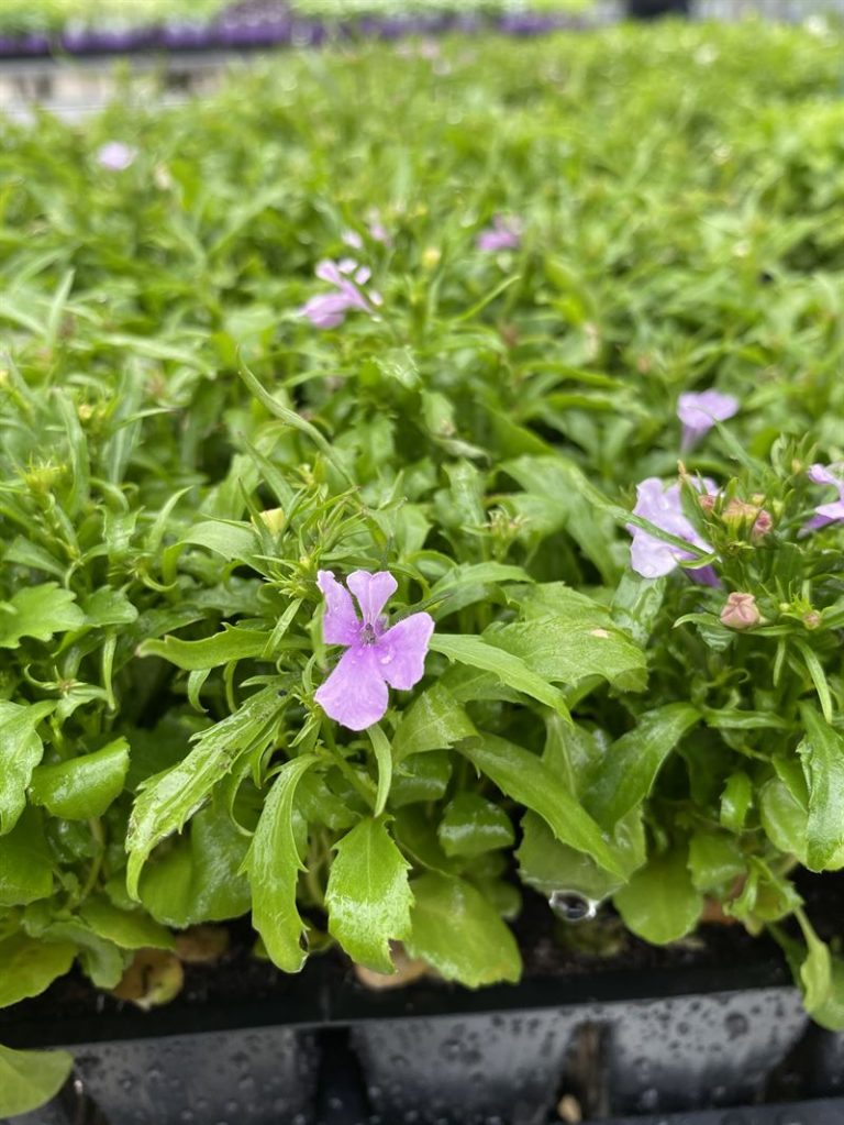 Lobelia compact – Centre de Jardin Barbe