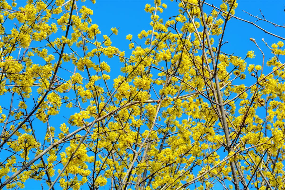 Cornus ‘Saffron sentinel’ – Centre de Jardin Barbe