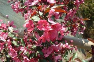 Malus ‘Prairie Fire’ – Centre de Jardin Barbe