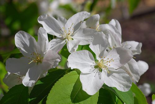 Malus baccata ‘Rosthern’ – Centre de Jardin Barbe